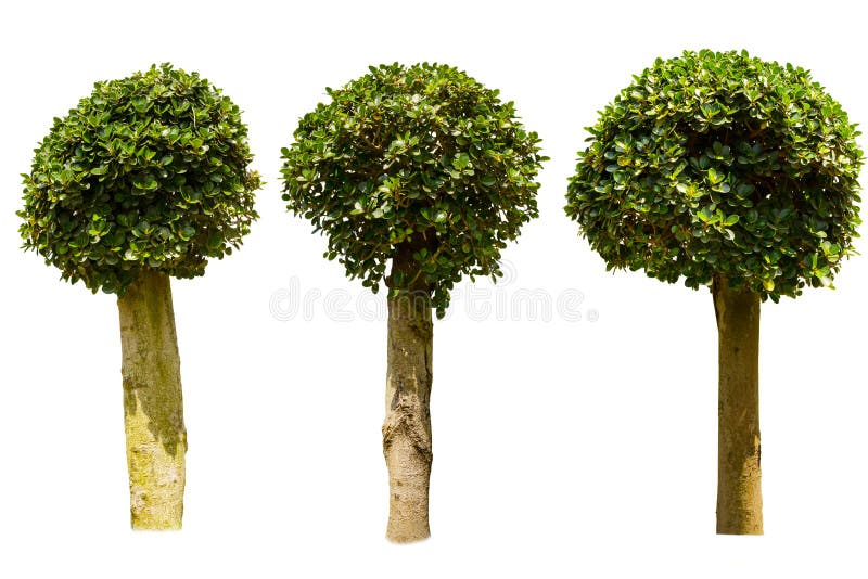 Three ficus tree stock photo. Image of green, hardy, leaves - 31684310
