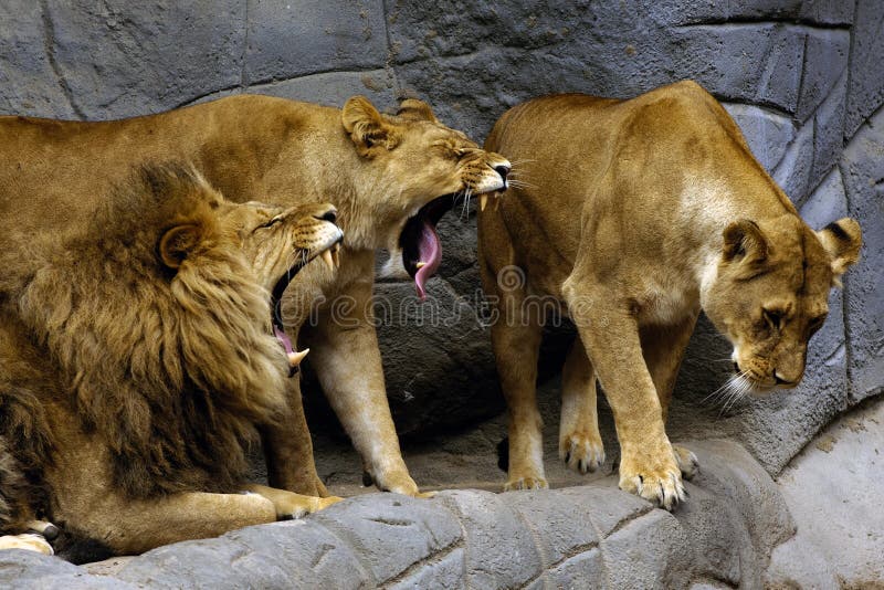 Three fierce lions stock image. Image of kopf, gefahr - 16320369
