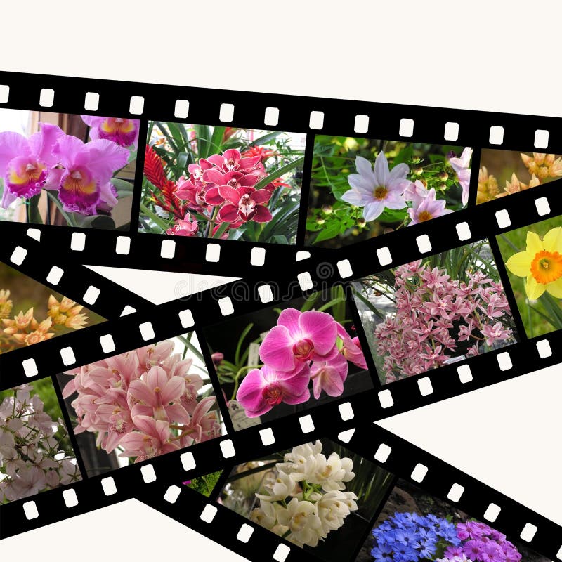 Flower filmstrip graphic stock photo. Image of collage - 3584832