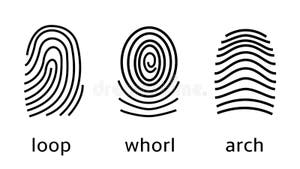 Three Fingerprint Types On White Background Loop Whorl Arch Patterns 