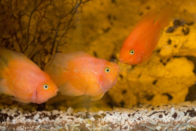Three fish in an aquarium stock photo. Image of nature - 175128006