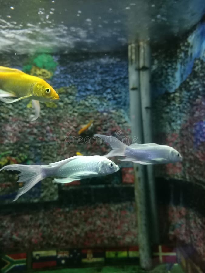 Three fish in the aquarium stock photo. Image of pond - 362864058