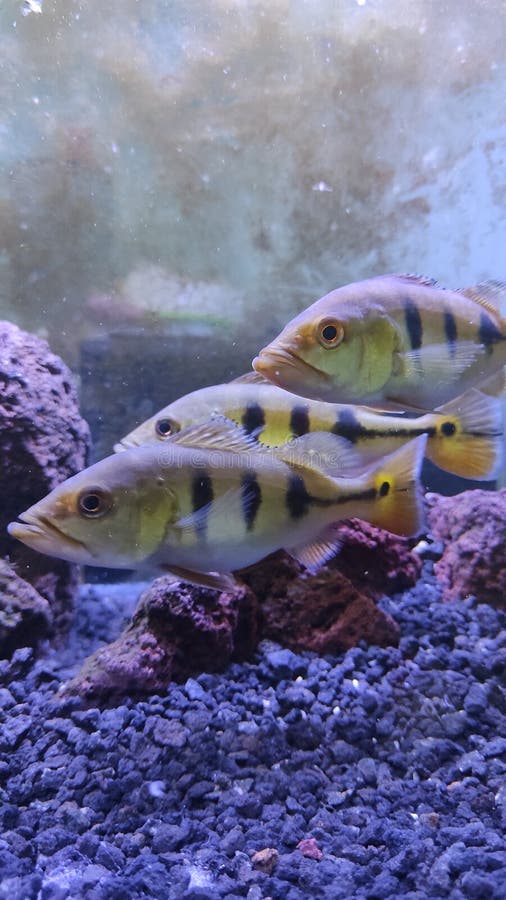 Three fish brothers stock image. Image of underwater - 235980723