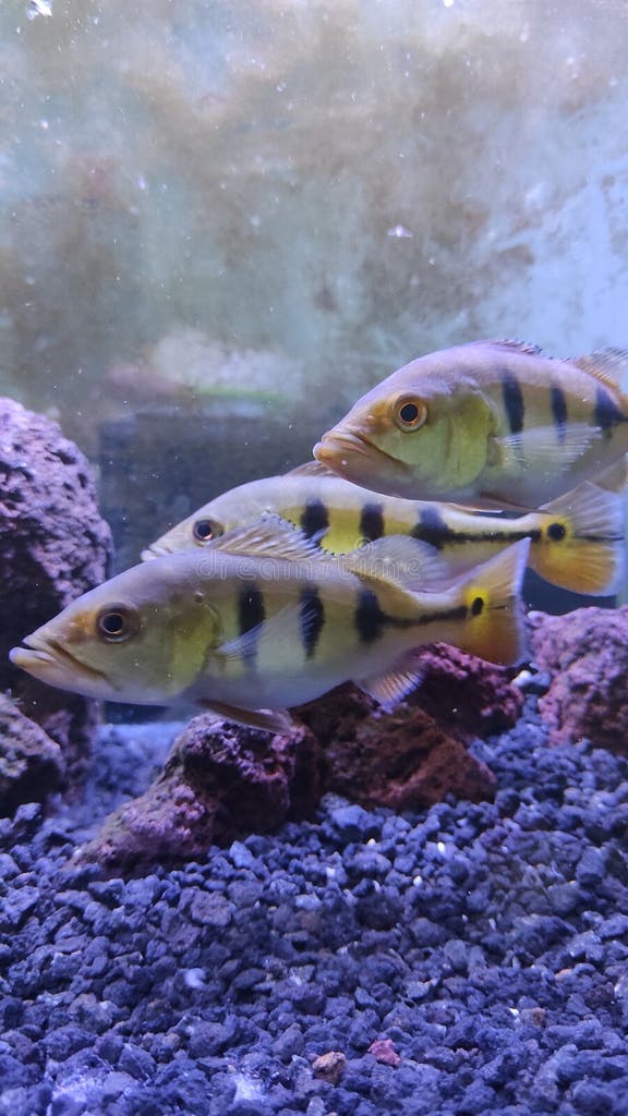 Three fish brothers stock image. Image of underwater - 235980723