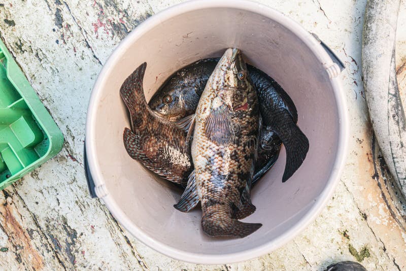 Three fish in a bucket.. stock photo. Image of bucket - 385603914
