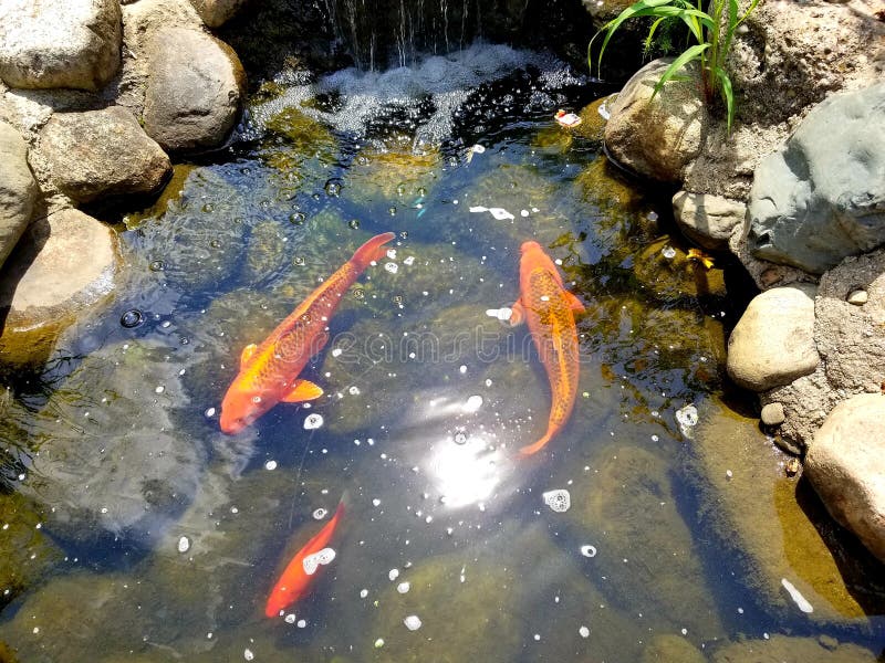 Three Fish Friendly Swimming Stock Photo - Image of water, fish: 191646858