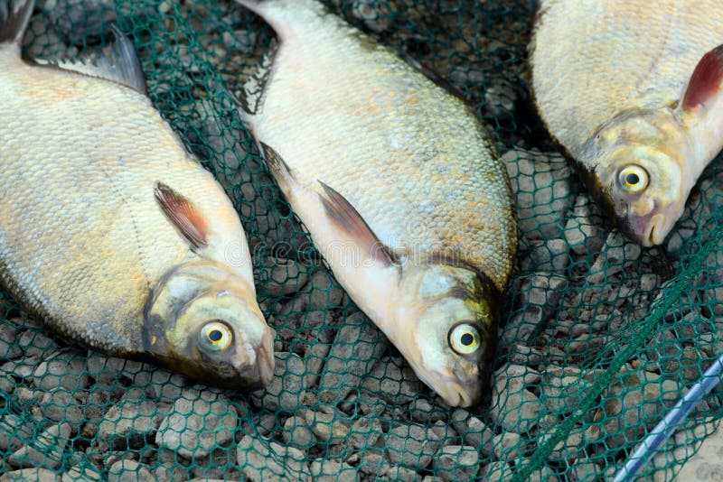 Three fish by the fountain stock image. Image of representing - 146315465