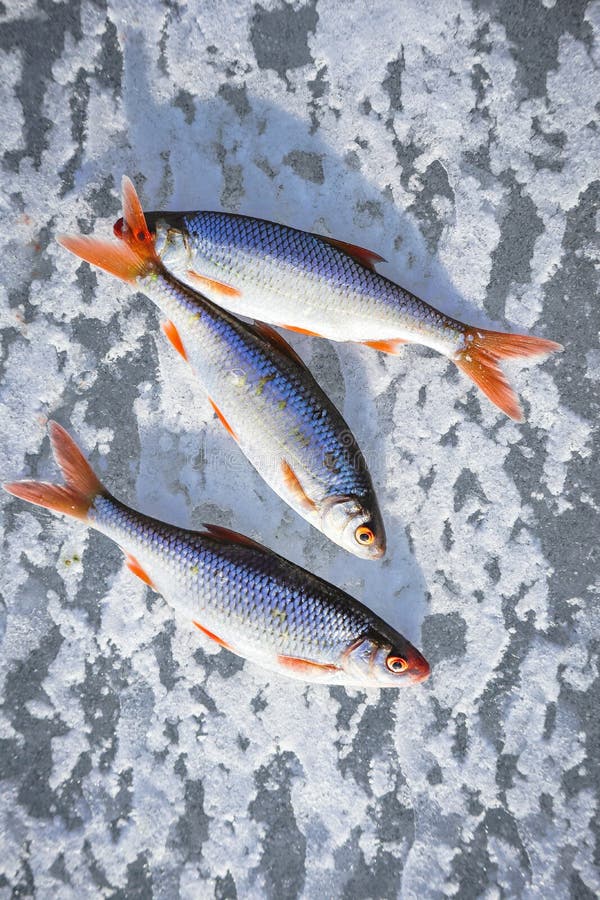 Three Fish Lying on Textured Ice during Winter Fishing in Sun Stock ...