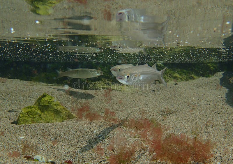 Three fish in the sea stock photo. Image of fish, animal - 45310876