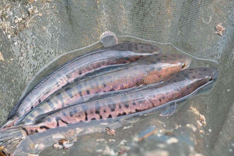 Three raw fish stock photo. Image of healthy, animals - 278227860