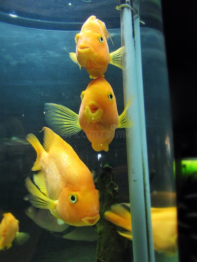 Three fish stare on you stock photo. Image of tank, three - 48364892