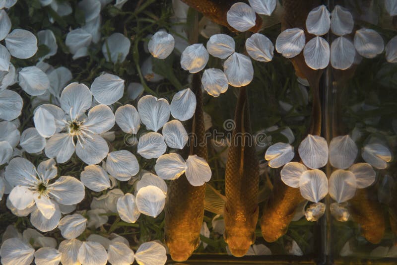 Three Fish in the Sunset Rays and Petals of Spring Flowers Top View ...