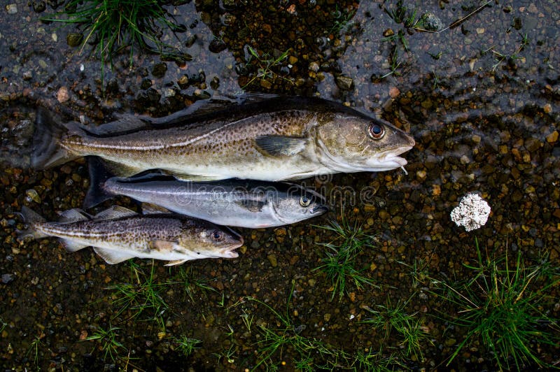 Three Fishes - Cod and Pollock, Lofoten Islands Stock Photo - Image of ...