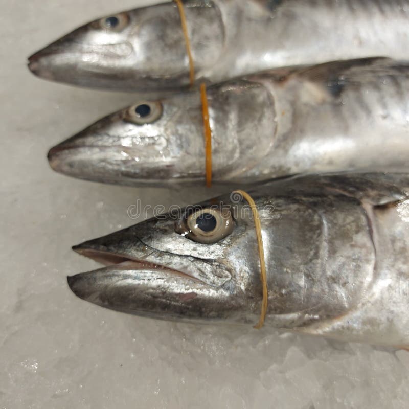 Three fishes iced stock photo. Image of ocean, fresh - 265485040