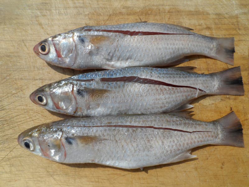 Three Fishes on the Fountain Stock Photo - Image of creature, catalunya ...