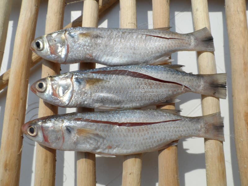 Three fishes stock photo. Image of freshness, mouth, domestic - 70715876