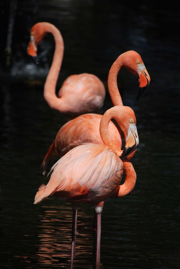 16+ Three flamingos Free Stock Photos - StockFreeImages
