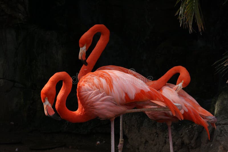 Flamingo stock image. Image of black, color, beak, birds - 5932461