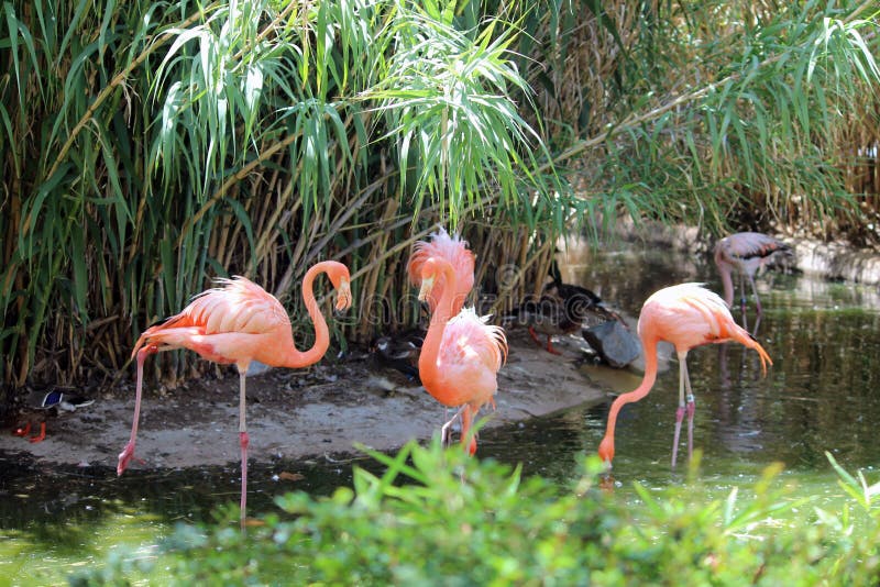 The Three Flamingos stock image. Image of pond, plants - 71694975