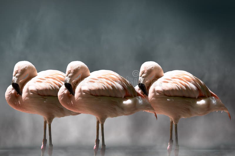 Three flamingos stock photo. Image of abstract, river - 64551100