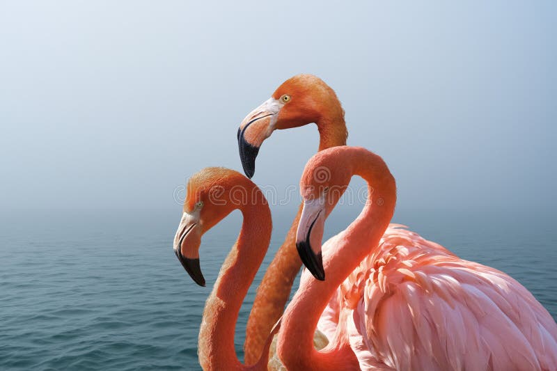 Three Flamingos on a Sunny Day at the Beach Stock Image - Image of ...