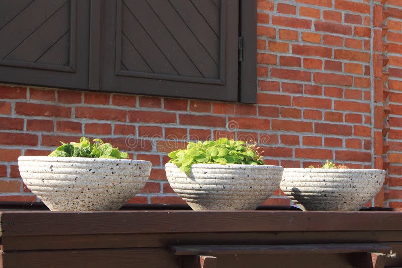 Three of floral pot stock image. Image of herb, three - 44094731