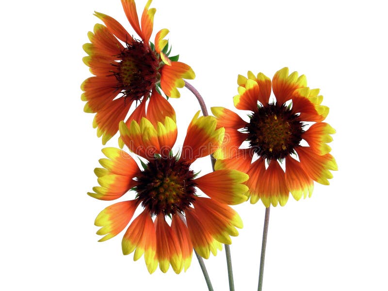 Three Flower stock image. Image of pink, spring, botany - 10277341