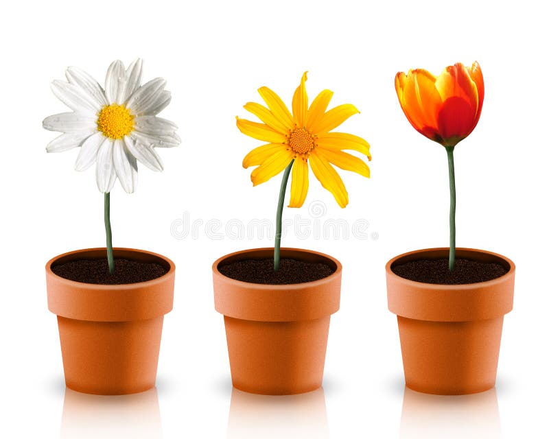 Three flower royalty free illustration