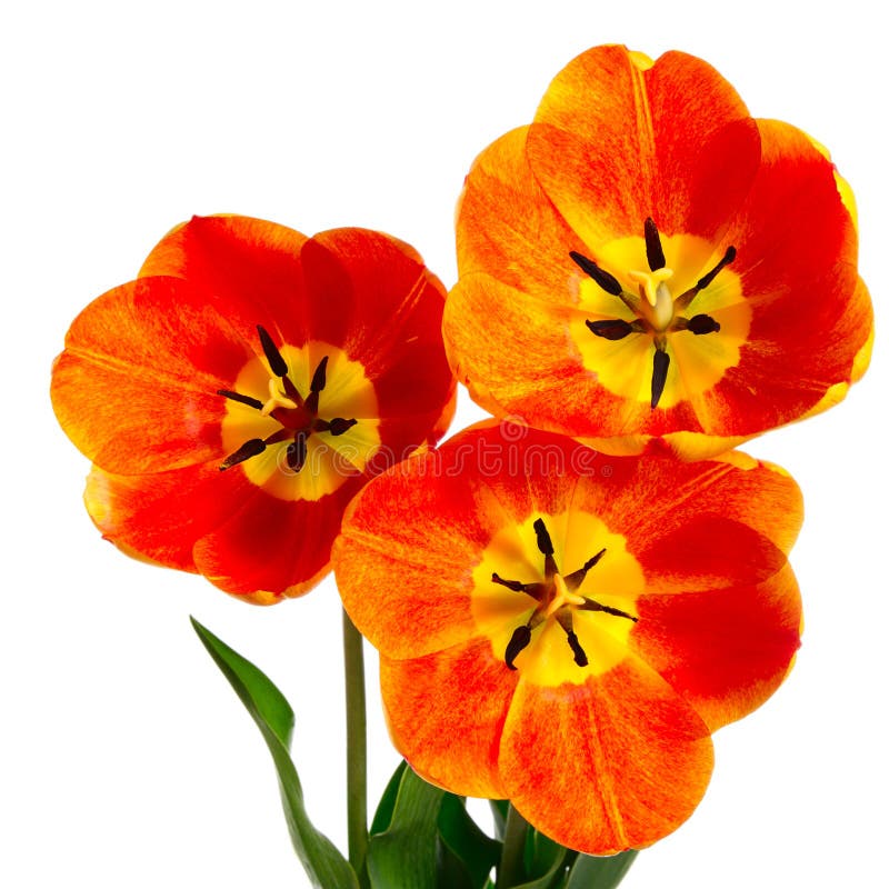 Three flower trios stock photo. Image of iron, beautiful - 113637432