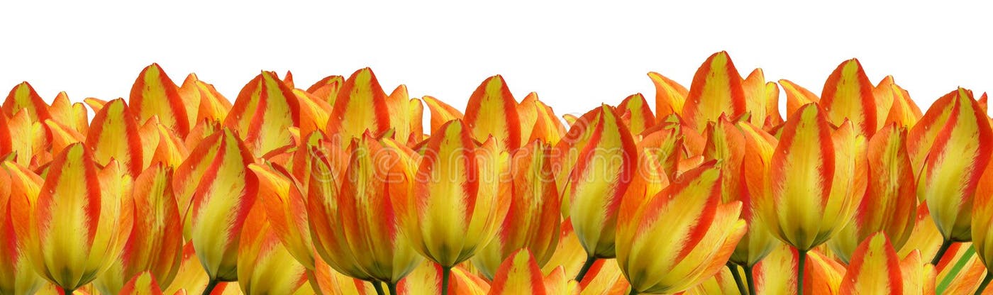 Three Flower Border Pieces Stock Illustrations – 9 Three Flower Border ...