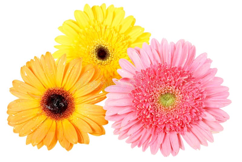 Three flower trios stock photo. Image of iron, beautiful - 113637432