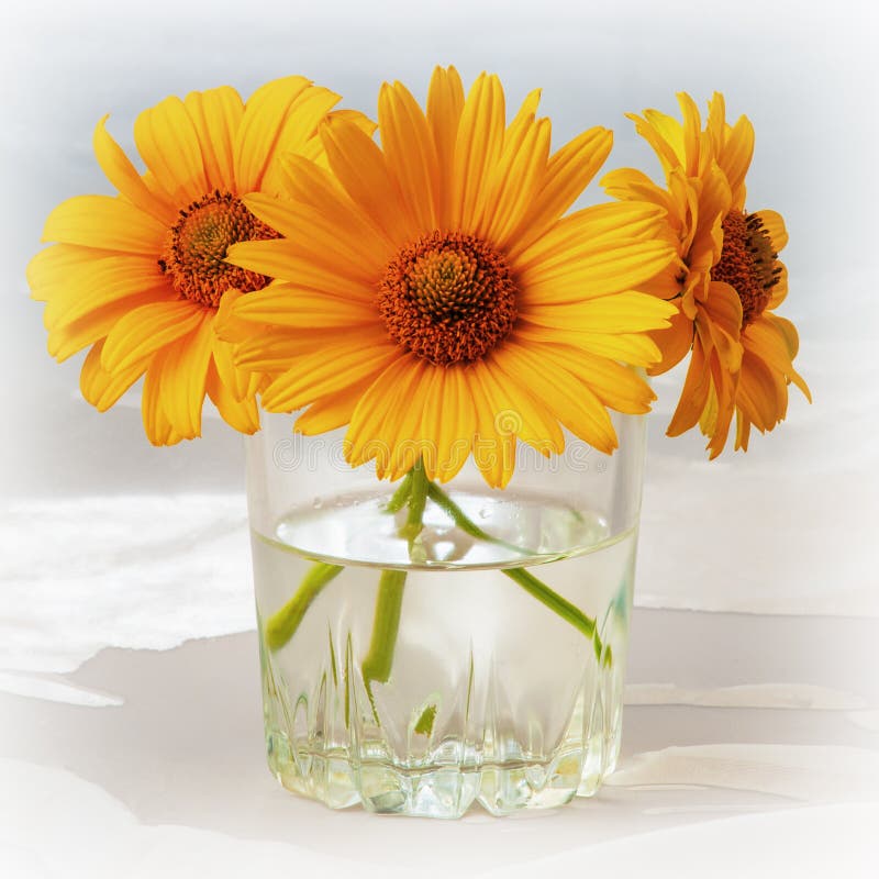 Three flower stock photo. Image of bloom, freshness, clear - 49621684