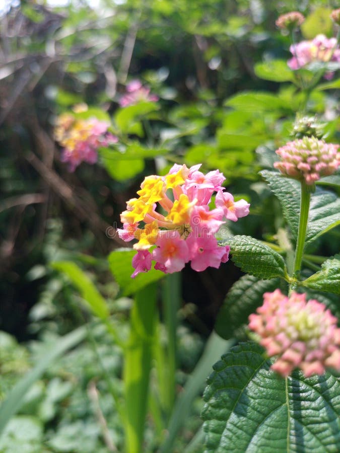 The Flower Stalks during the Day Stock Image - Image of herb, meadow ...