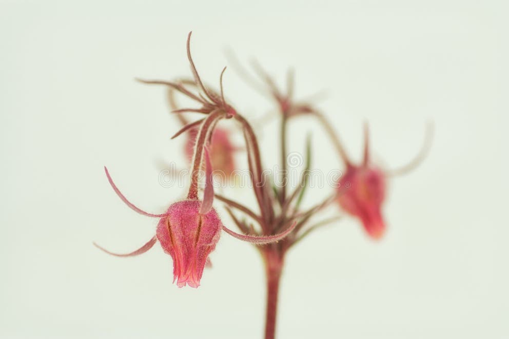 Three Flowered Avens stock image. Image of weed, white - 26334517