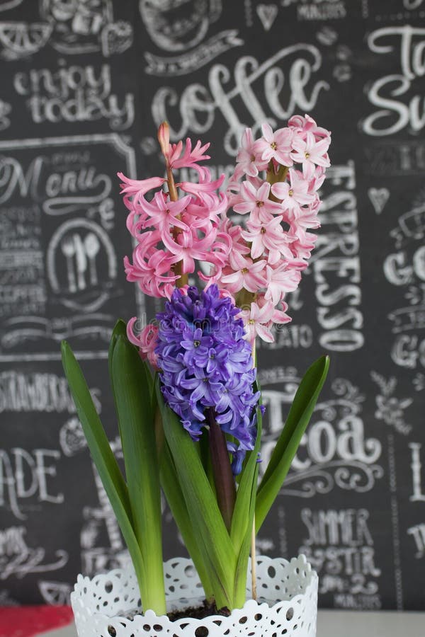 Three Flowering Hyacinths in One Pot. Inflorescences of Different ...