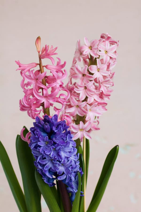 Three Flowering Hyacinths in One Pot. Inflorescences of Different ...
