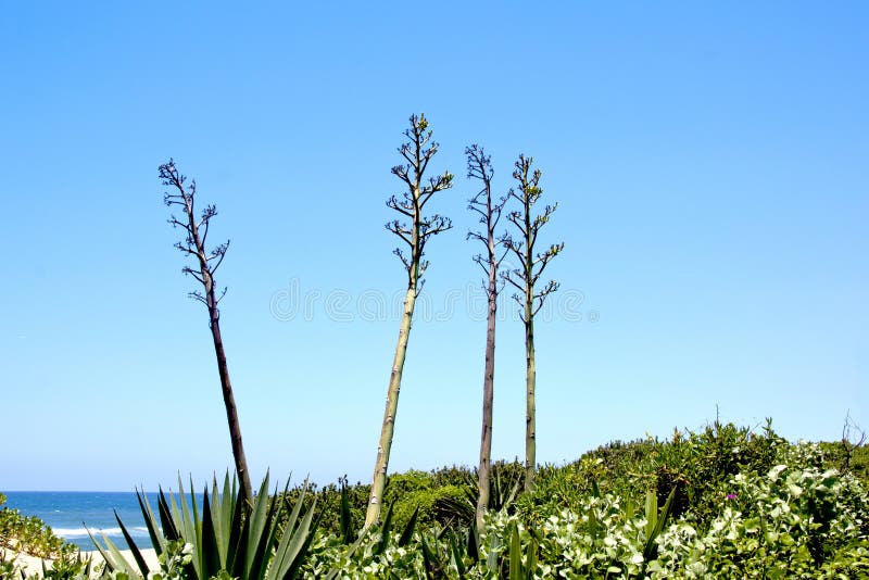 Three Flowering Sisal Plants Growing on Sand Dune Stock Photo - Image ...
