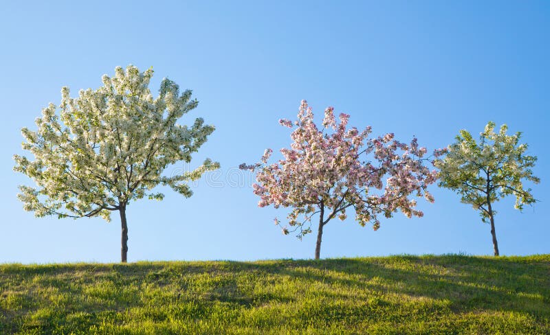 Three Flowering Trees Against the Blue Sky Stock Image - Image of pair ...