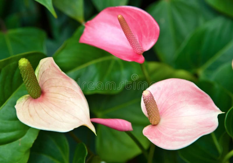 Three Flowers stock image. Image of pink, plants, leaf - 10620527