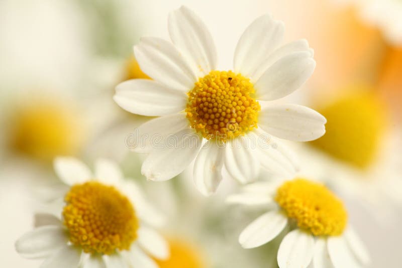Three flowers stock photo. Image of three, plant, white - 10659554