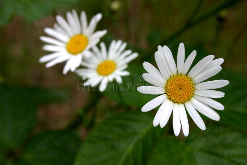 Three flowers stock image. Image of marguerite, yellow, white - 10949