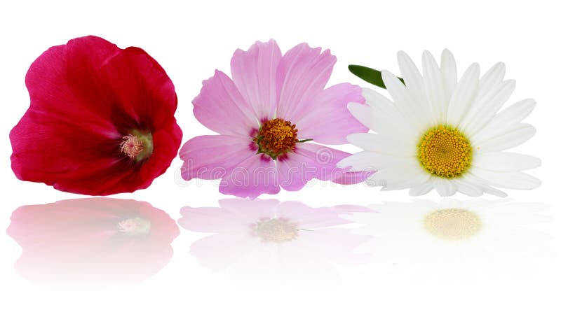 Three Flowers stock photo. Image of leaf, green, daisy - 11106764