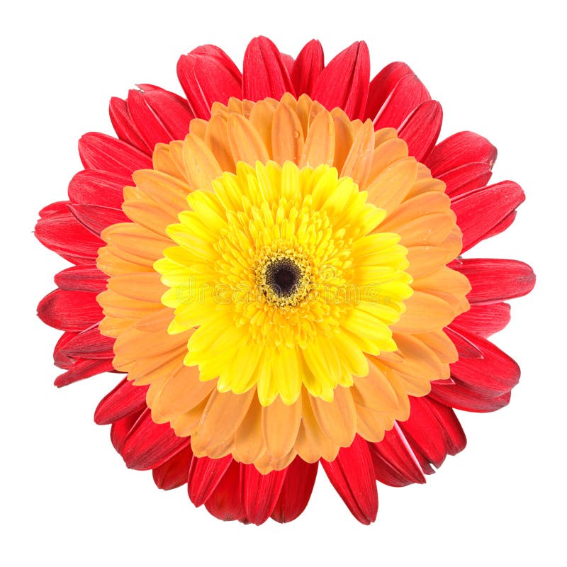 Three flowers stock image. Image of head, full, romance - 14931037