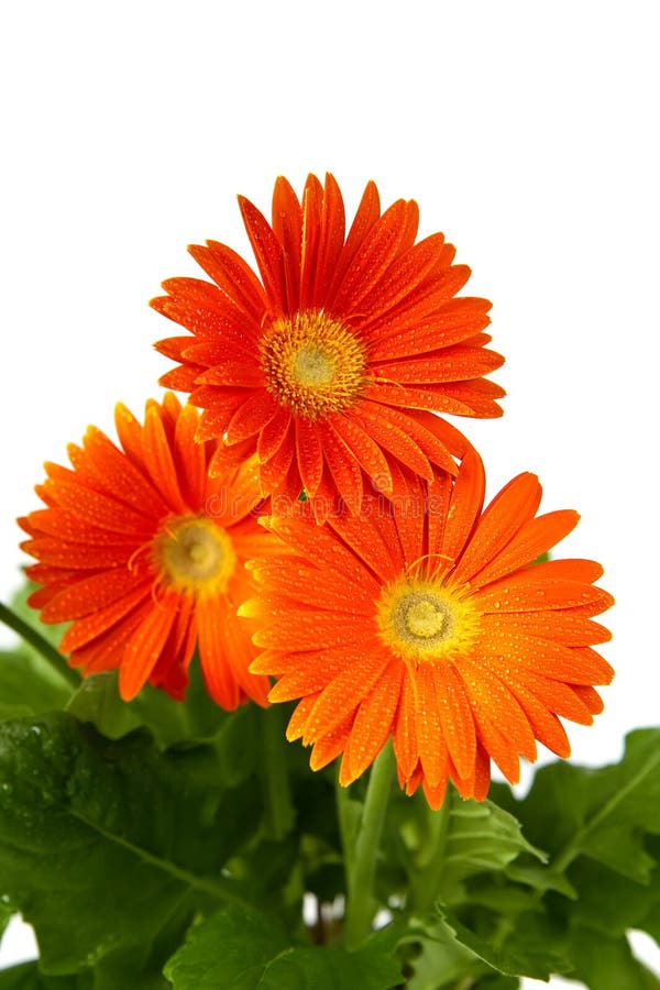 Three Flowers stock image. Image of green, water, bright - 19058795