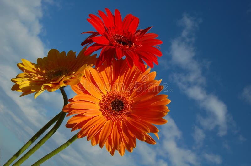 Three flowers stock photo. Image of yellow, gift, nature - 1929962