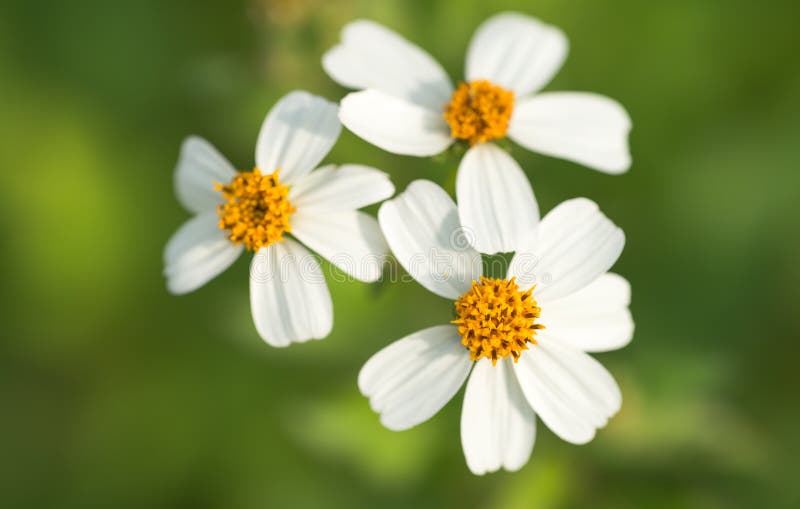 Three flowers stock photo. Image of holiday, leaf, flora - 29005086
