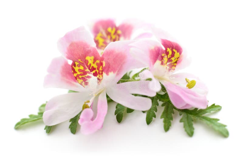 Three flowers stock photo. Image of nature, macro, flowers - 56934934