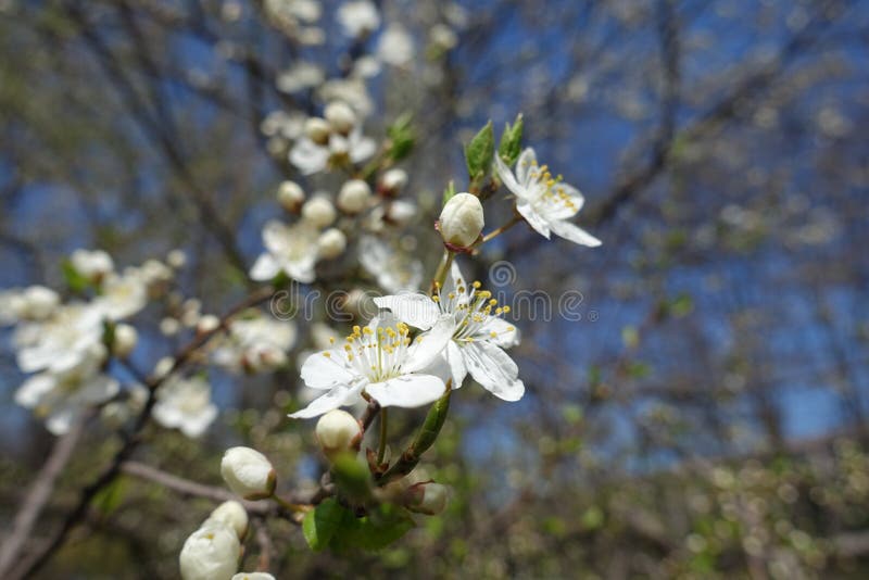 Three Flowers and Buds on Branch of Plum in April Stock Image - Image ...