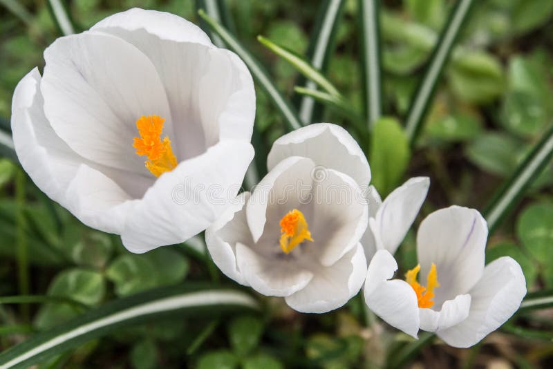Three flowers stock photo. Image of flower, three, grass - 31572422