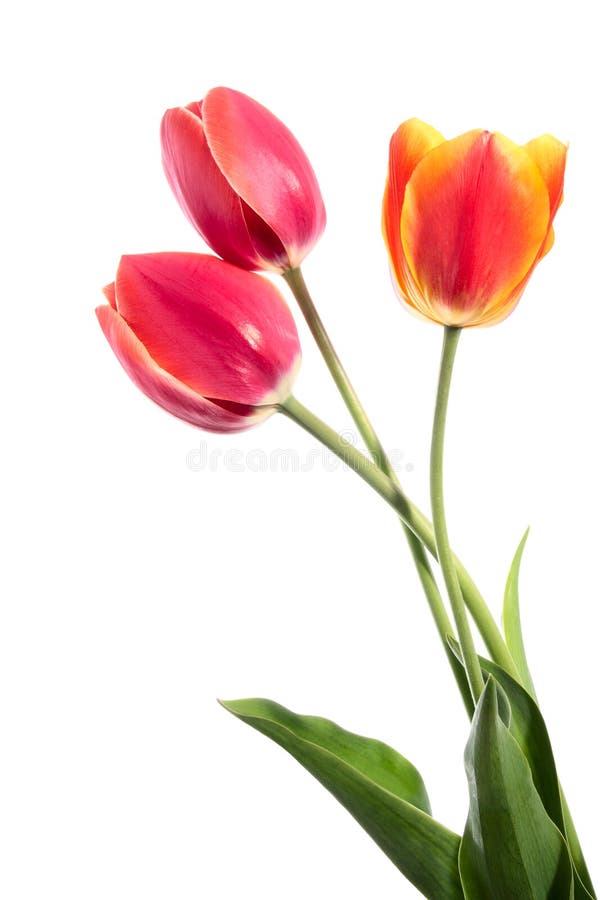 Three flowers stock image. Image of holiday, closed, design - 49398987